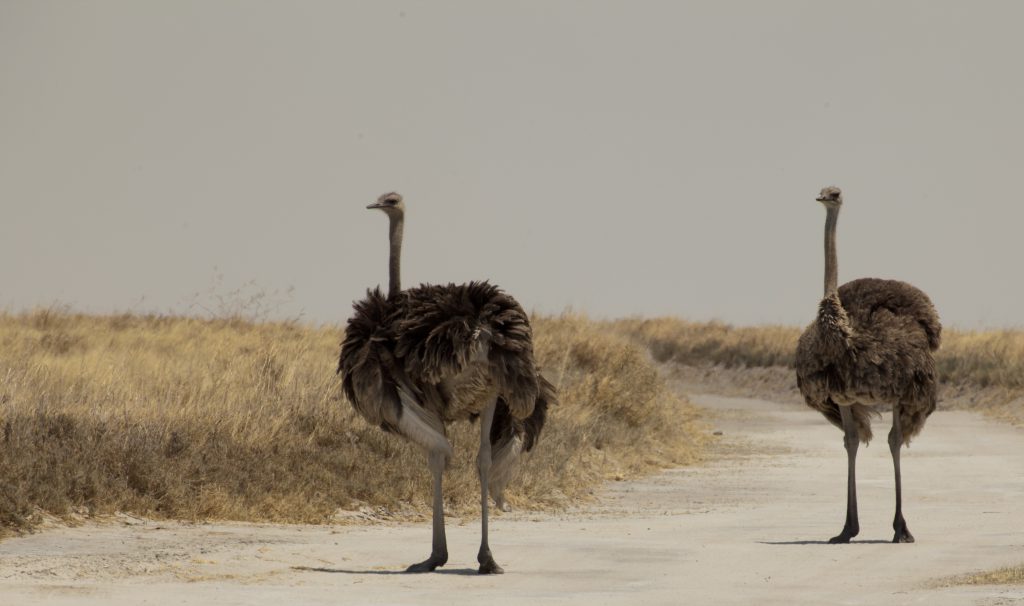 Ghanzi west - AV Tours NL